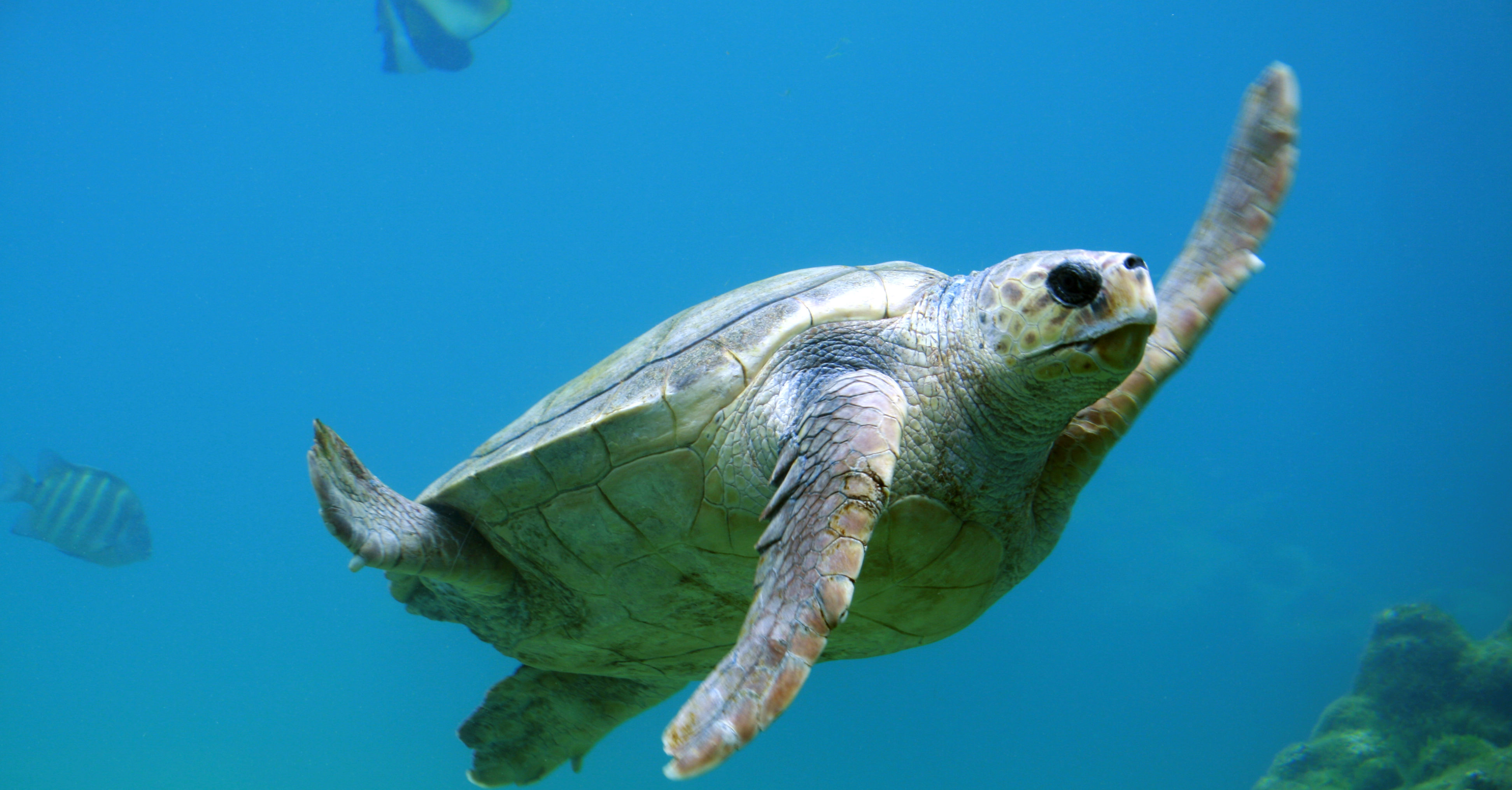 It’s turtle time! Turtlecoin, that is. | Bald Nerd